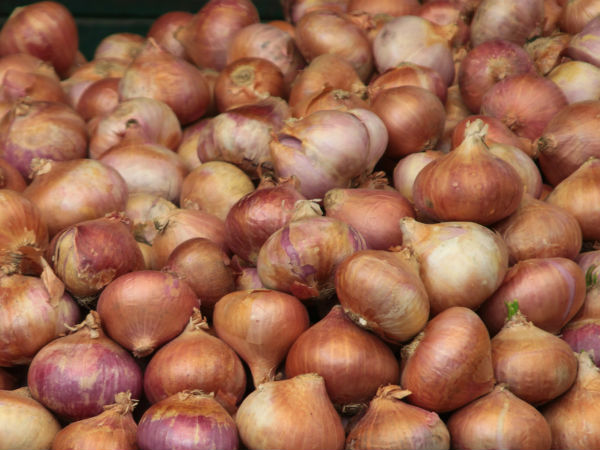 How to Grow Onion Sets – Beardsworths Nurseries and Garden Centre